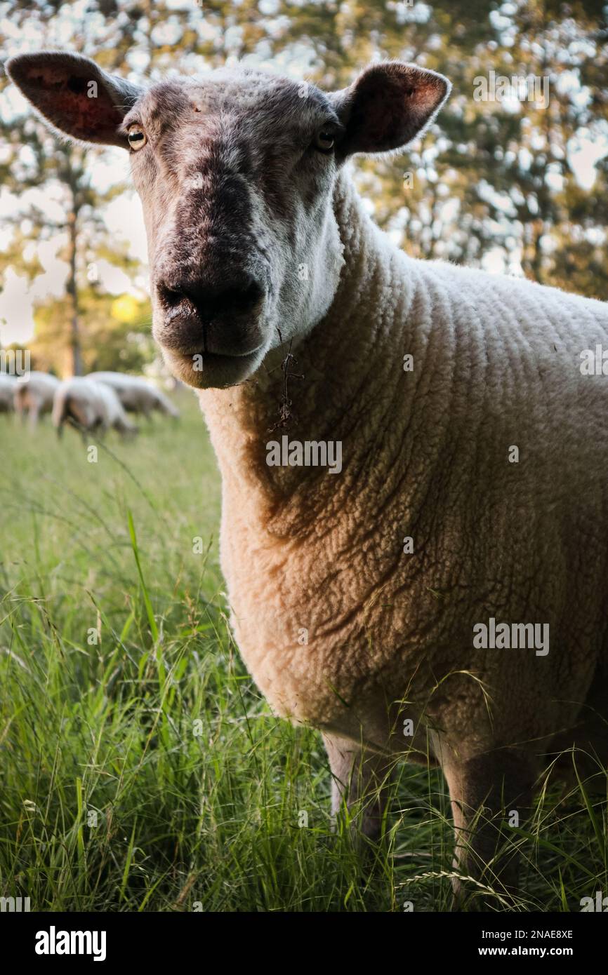 Sheep poo hi-res stock photography and images - Alamy
