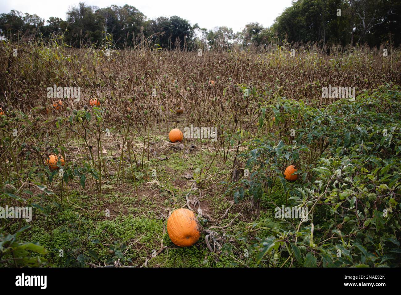 Pumpkin Patch with withered vines and overgrown weeds Stock Photo - Alamy