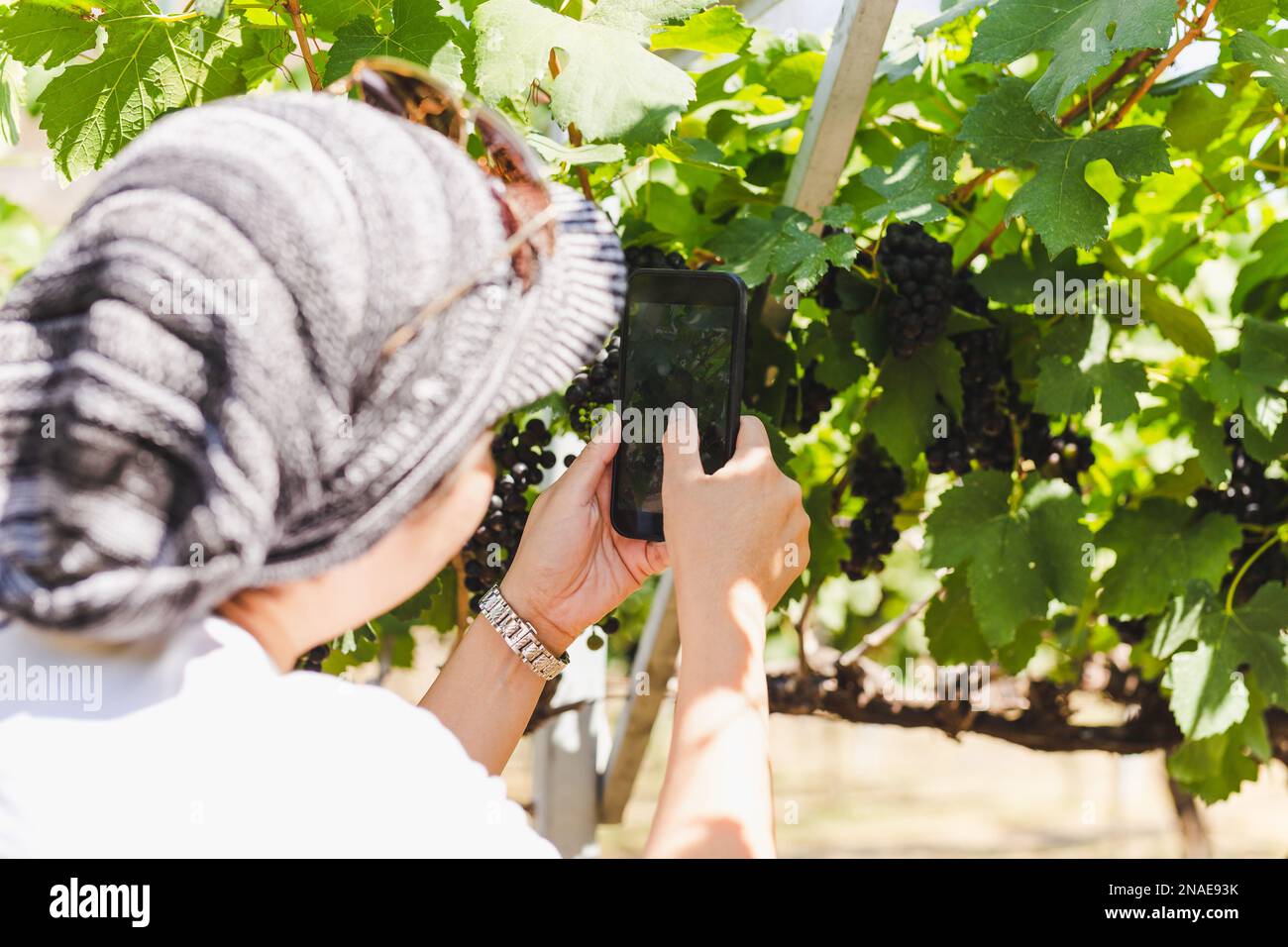 Tourist woman taking photo of grape with mobile phone in vineyard Stock ...