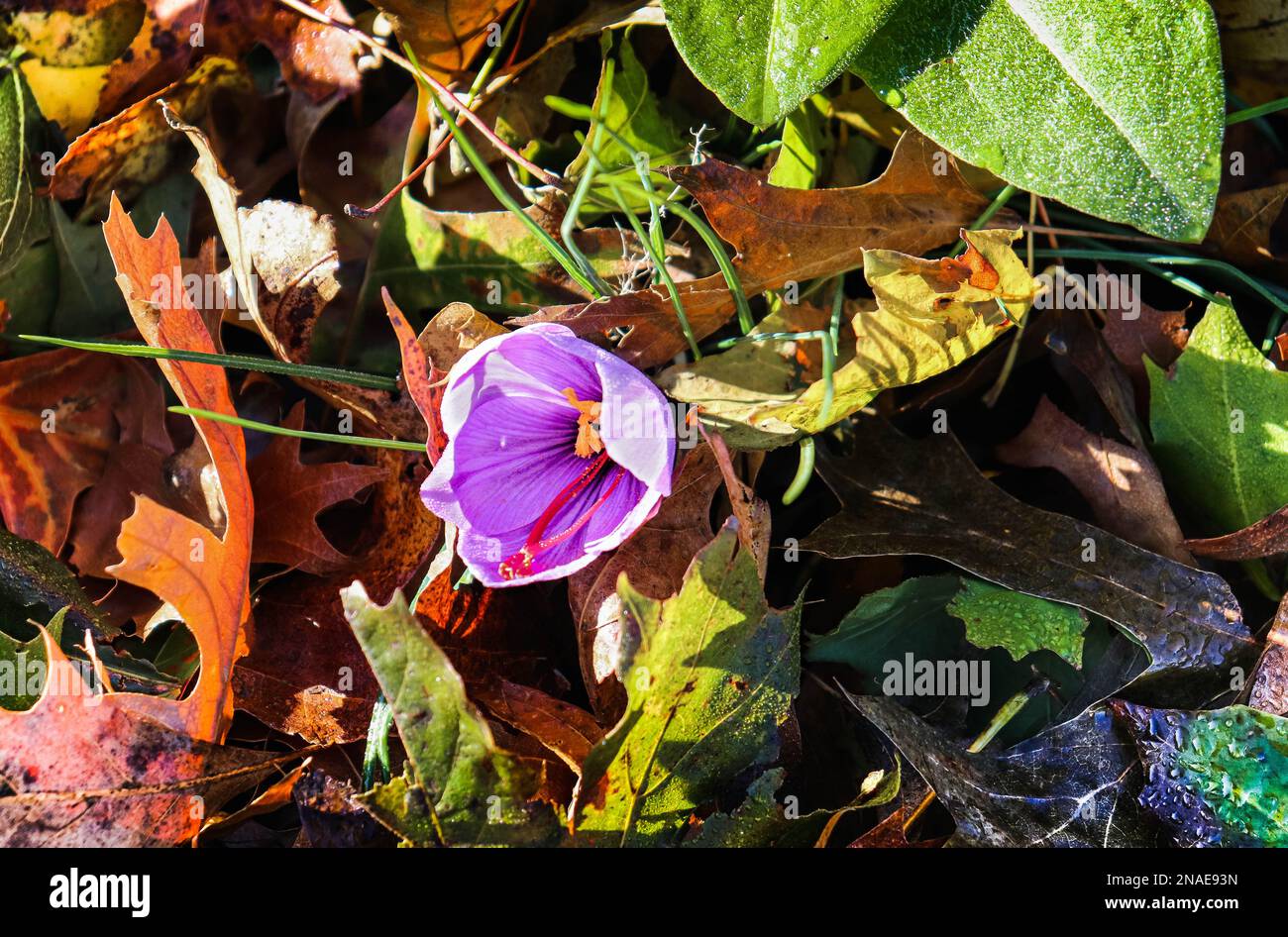 Saffron stamens hi-res stock photography and images - Alamy