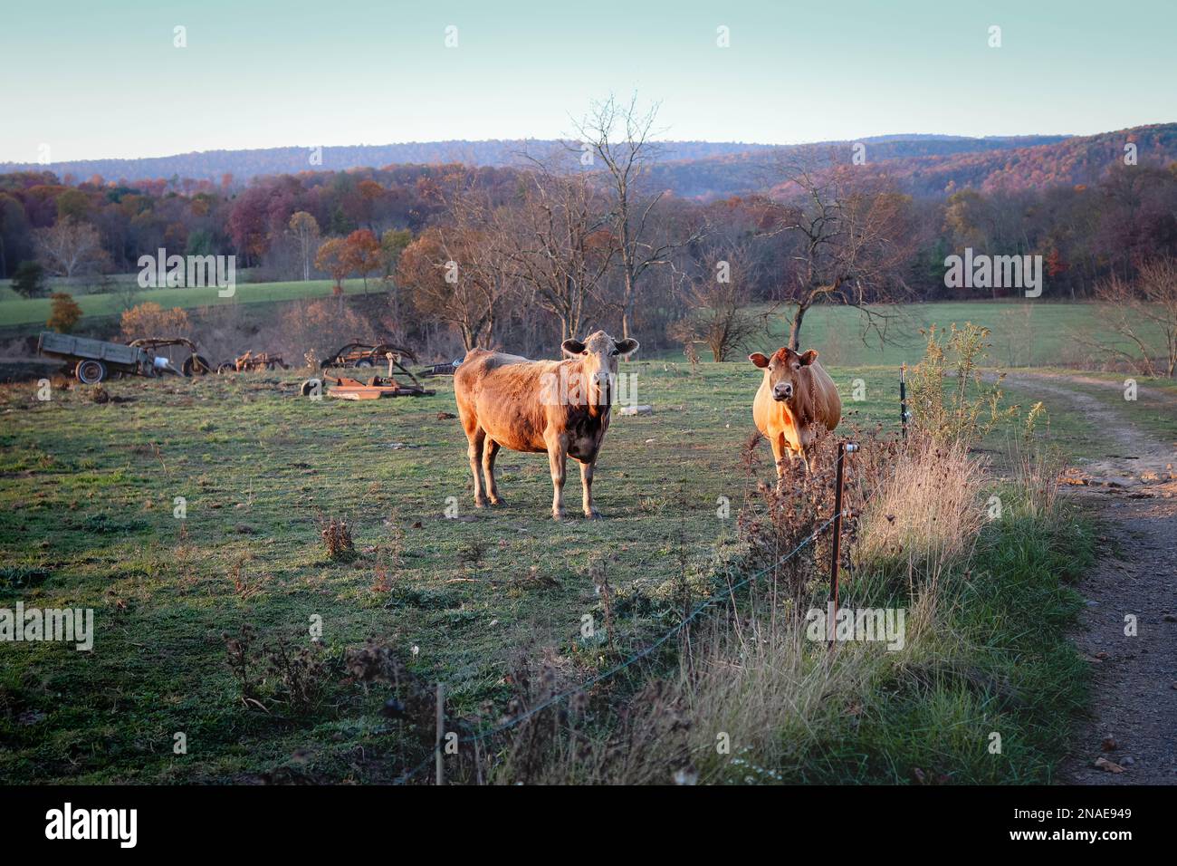 cows in a pasture with rusted farm equipment and mountains in fall ...