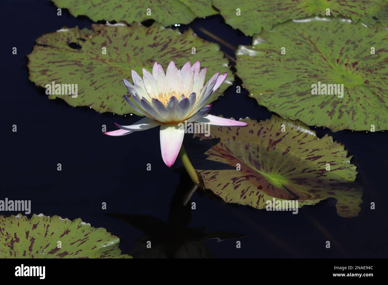 Longwood Gardens Lily Pad Lotus Flower Stock Photo - Alamy Longwood Gardens Lily Pad Lotus Flower Stock Photo - Alamy