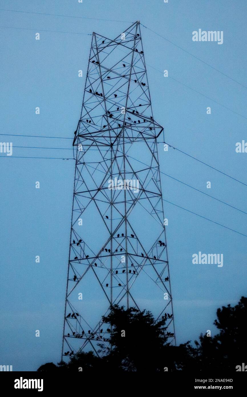 Birds Roosted for the night on a Power Line Tower at Twilight Stock ...