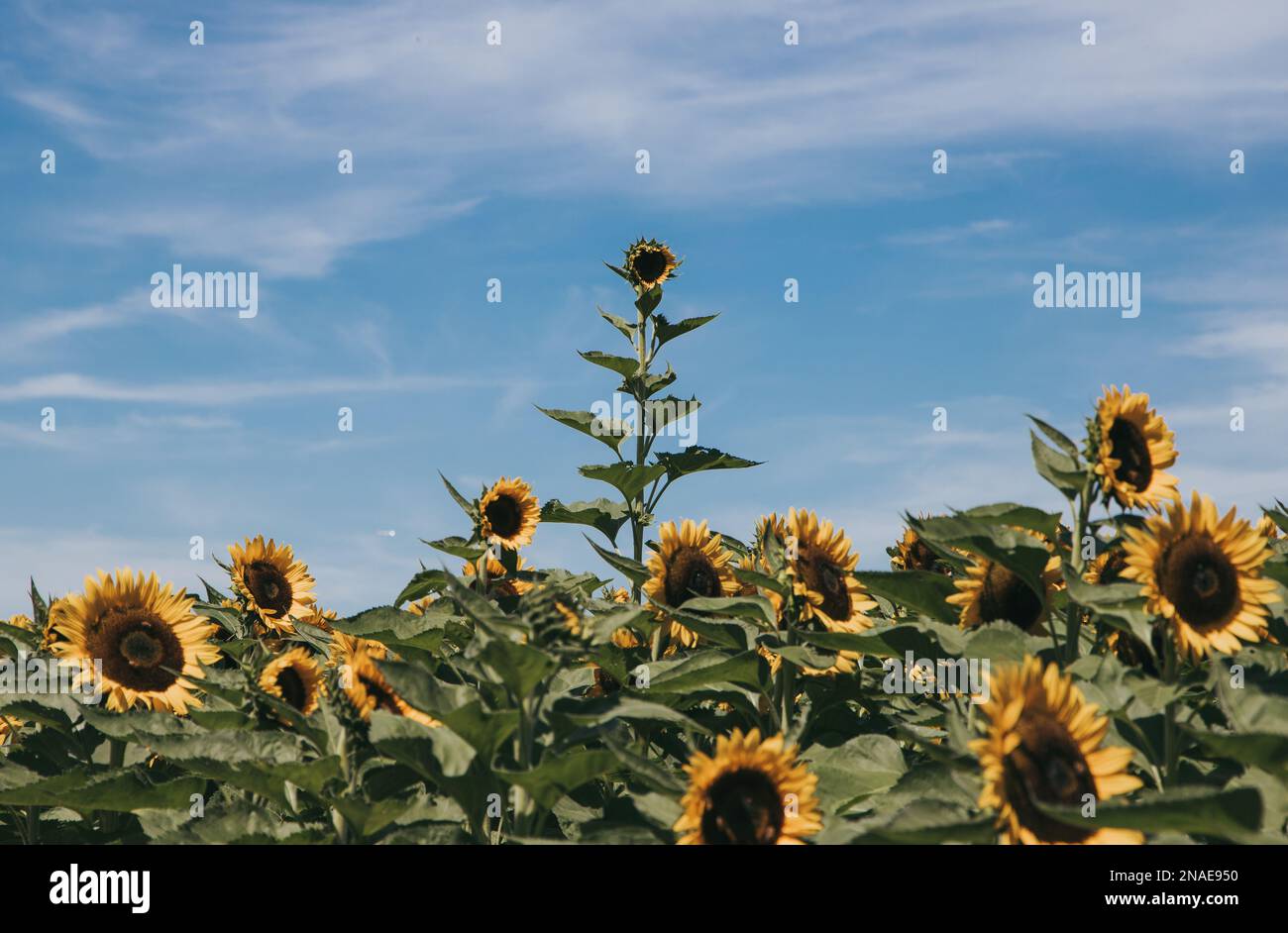 Very Tall Sunflower Rises Above the rest in the field Stock Photo - Alamy