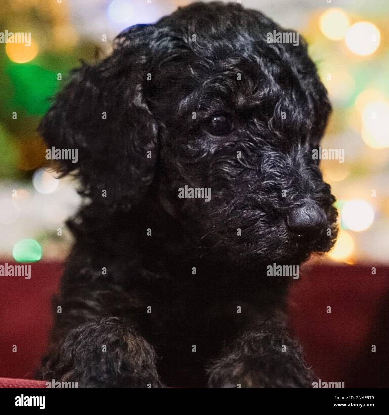 English Doodle Black