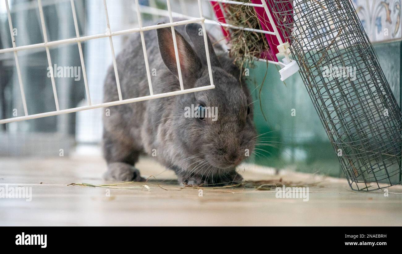 Grey bunny hi-res stock photography and images - Alamy