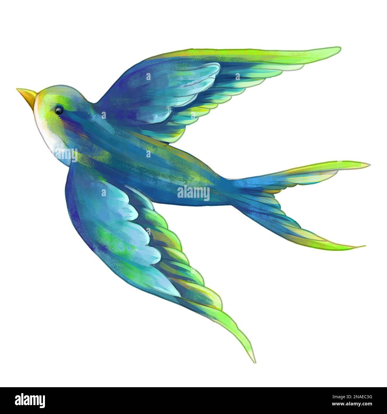 Flying Bird Drawing Color