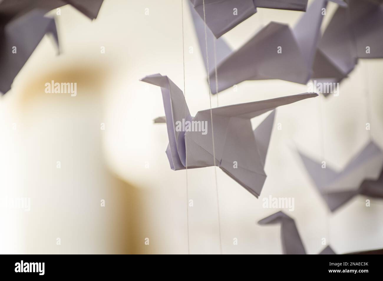 Japanese folded Origami cranes hanging on with strings. Hundreds ...