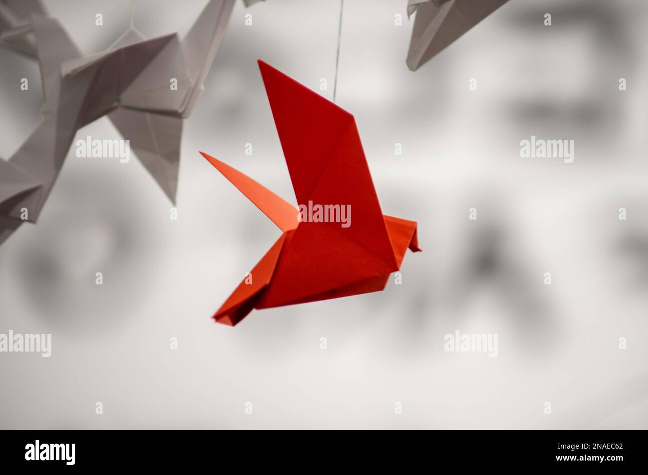 Japanese folded Origami cranes hanging on with strings. Hundreds ...