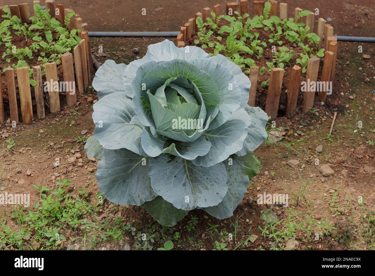 A large and open leaves of a pale green Cabbage plant in a farm Stock ...