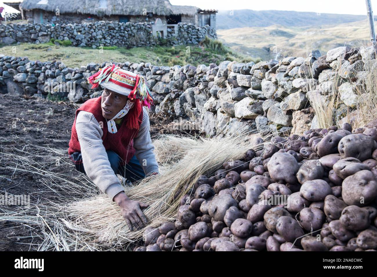 Potato farmer hi-res stock photography and images - Alamy