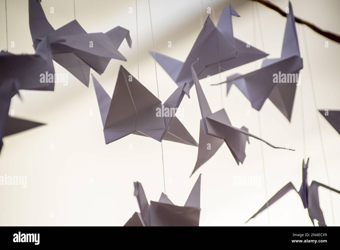 Japanese folded Origami cranes hanging on with strings. Hundreds ...