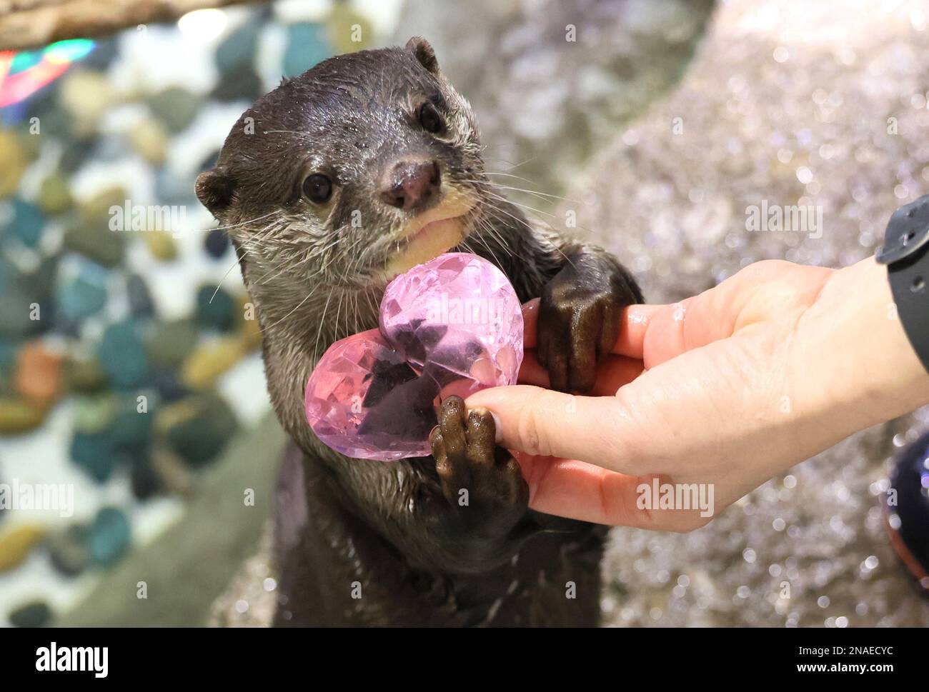Tokyo, Japan. 13th Feb, 2023. A small clawed otter gives a heart shaped ...