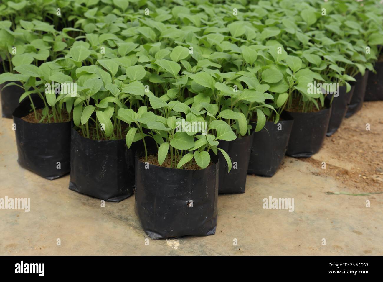 Small eggplant sprouts hi-res stock photography and images - Alamy