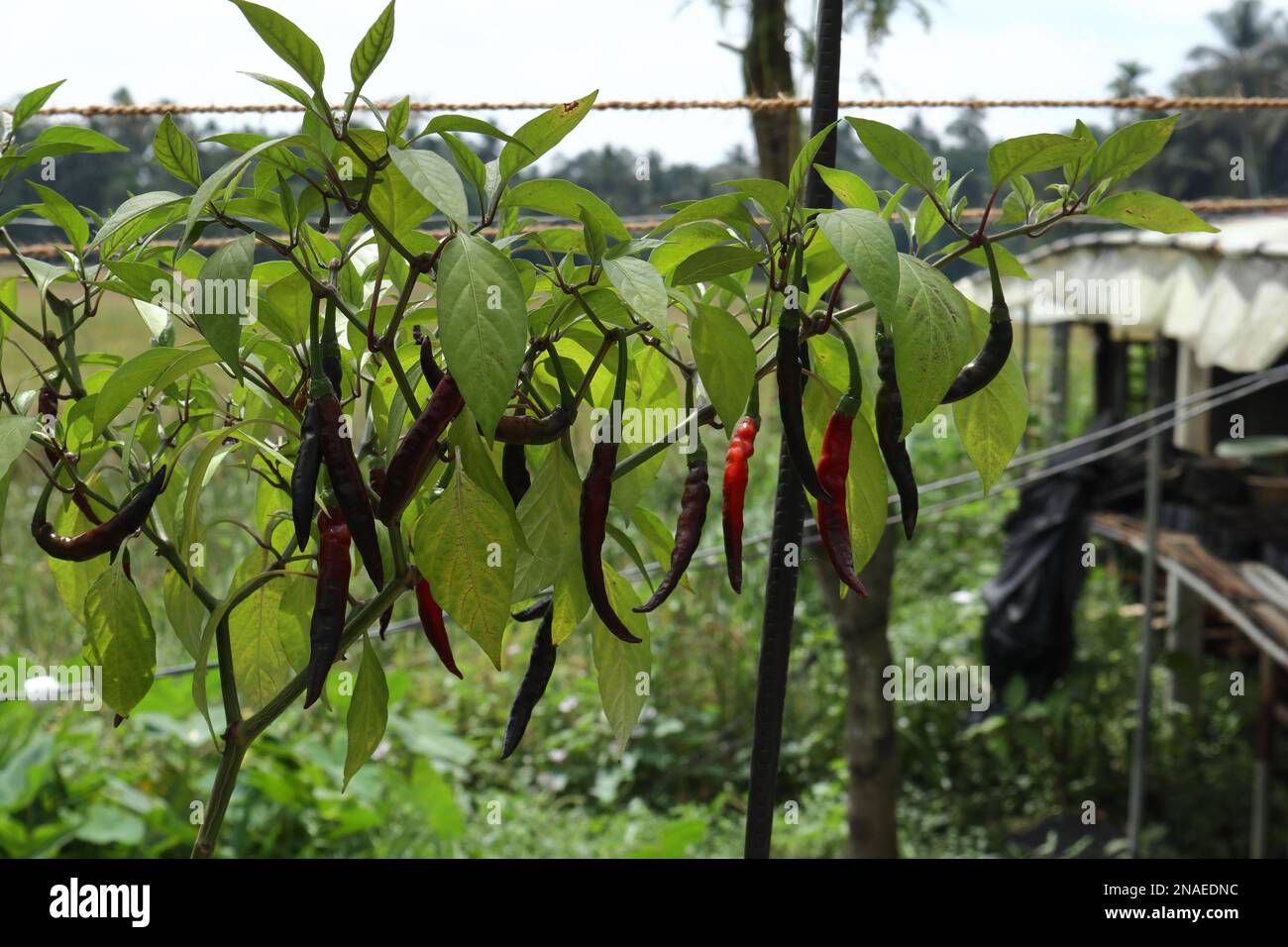 Rare chilli variety hi-res stock photography and images - Alamy