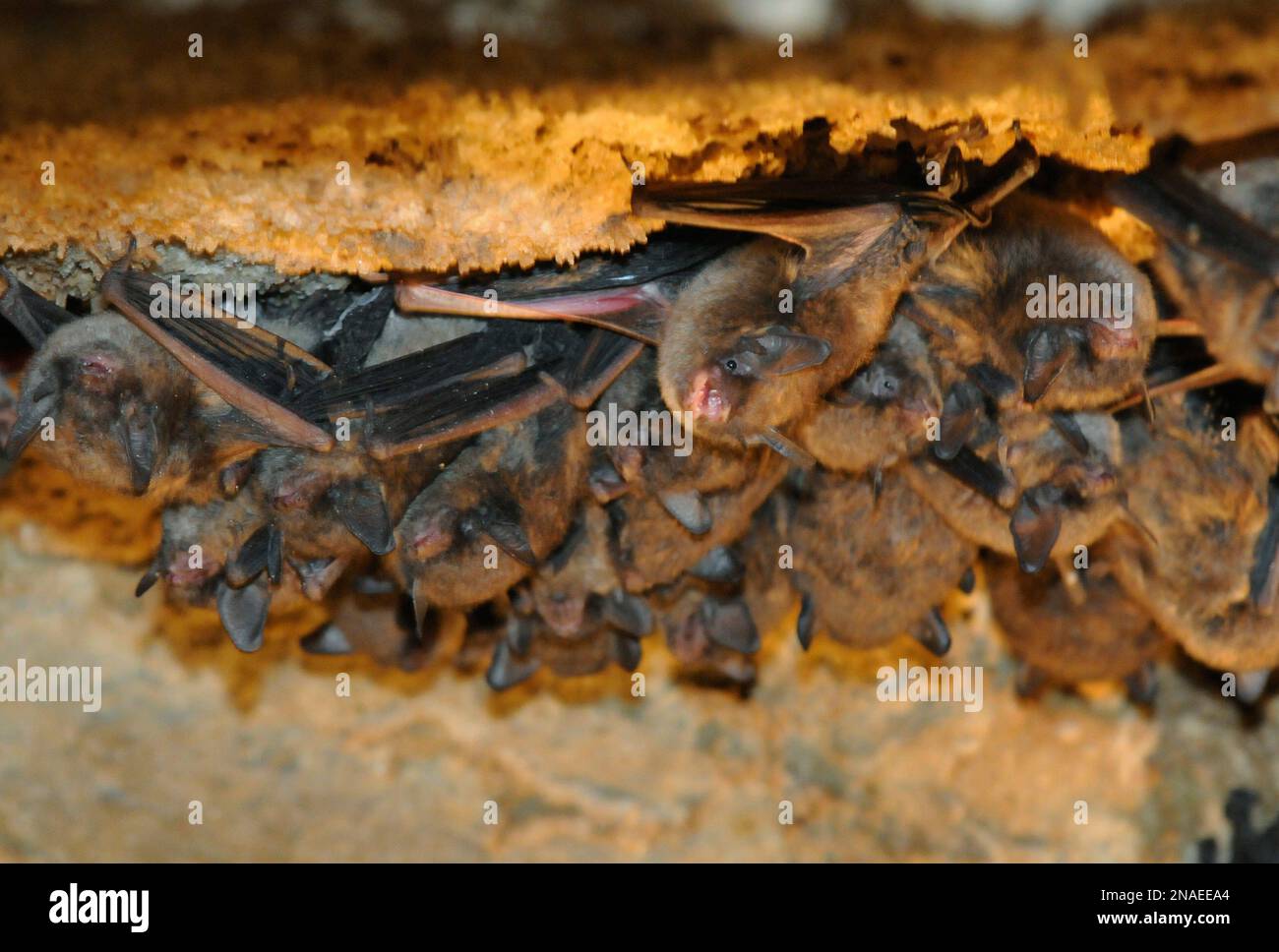 FILE - This May 1, 2008 file photo shows Indiana bats in Wyandotte Cave ...