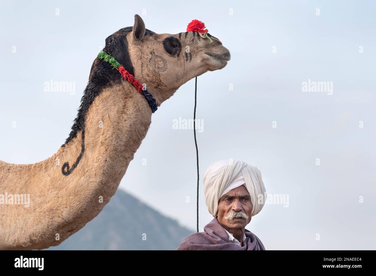 Camel trader stands with his camel decorated for the Pushkar Camel Fair ...