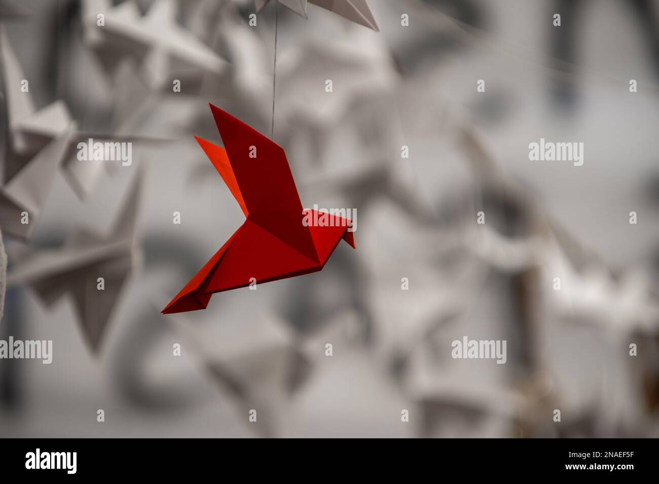 Japanese folded Origami cranes hanging on with strings. Hundreds ...