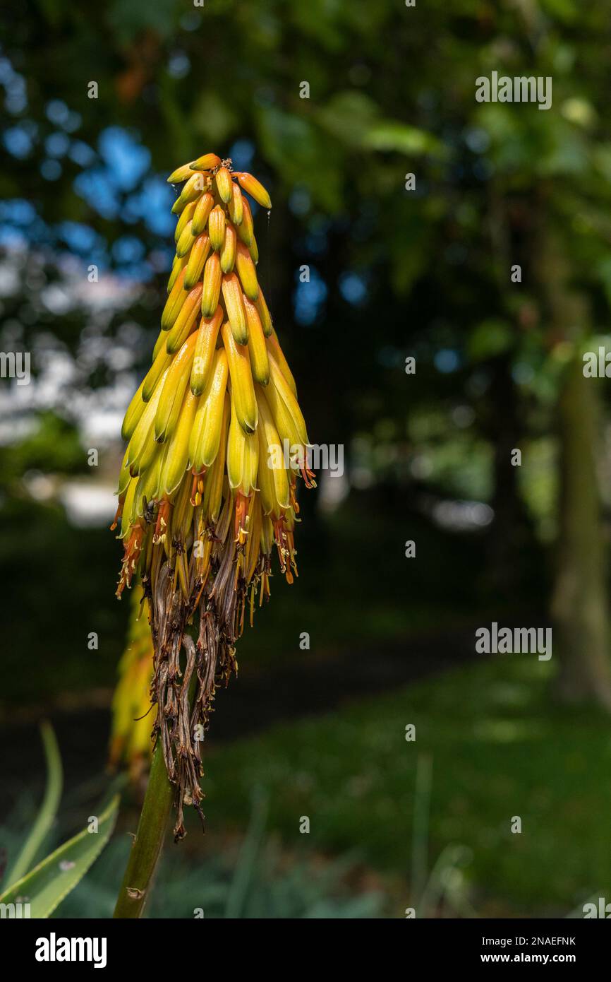 Kniphofia Sunningdale Yellow growing in Trenance Gardens in Newquay in ...
