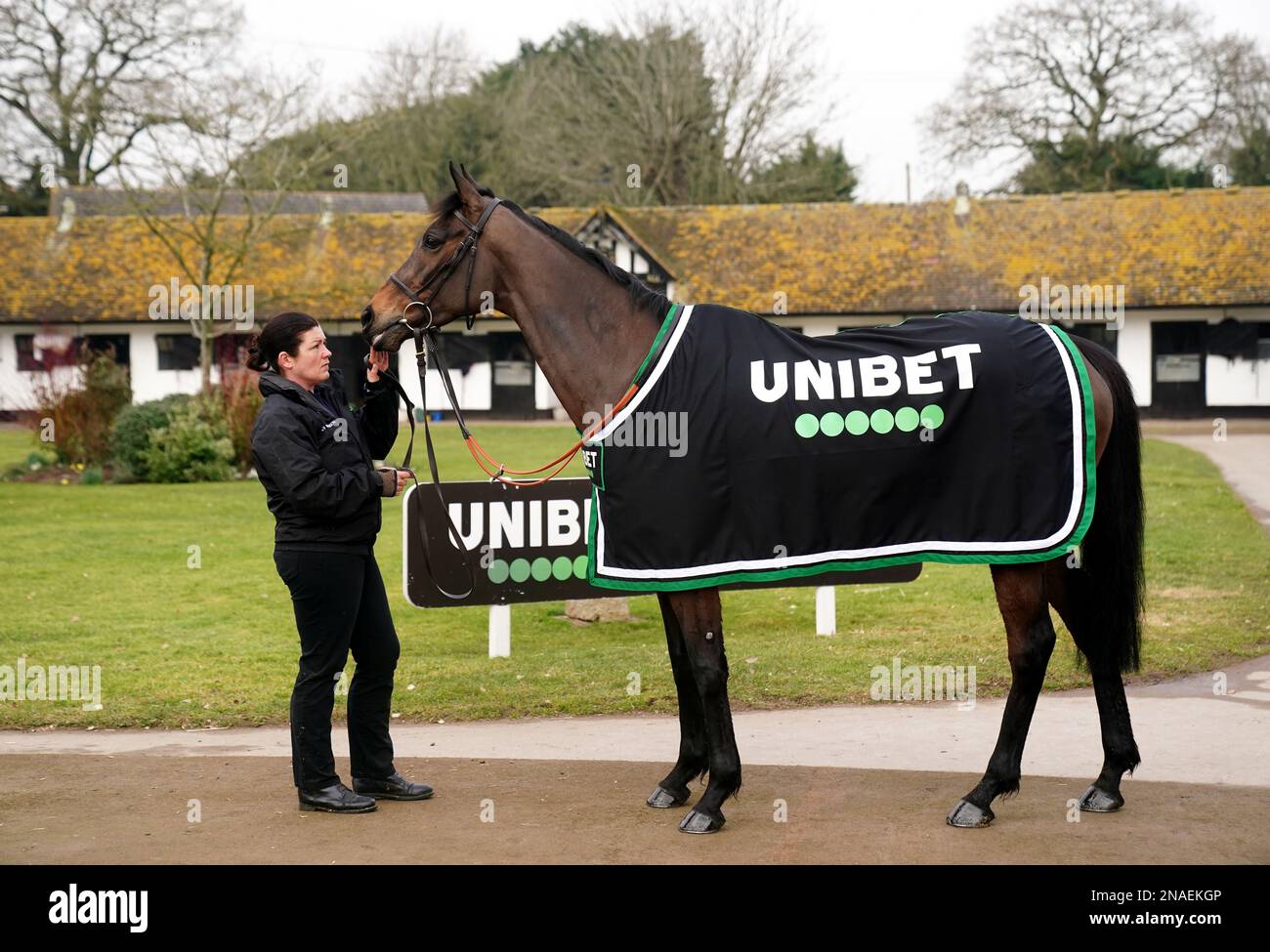 Epatante during a visit to Nicky Henderson's stables at Seven Barrows ...