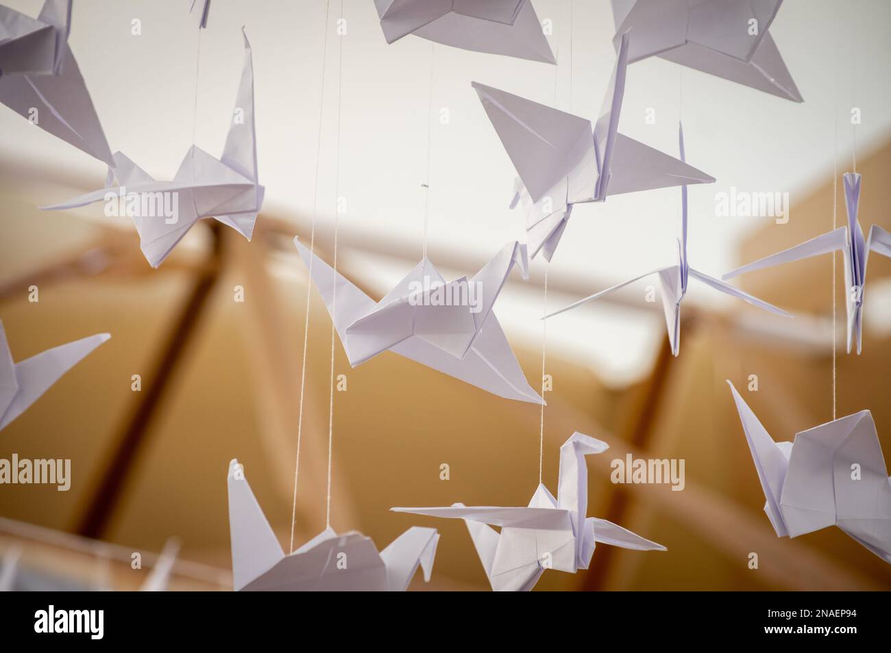 Japanese folded Origami cranes hanging on with strings. Hundreds ...