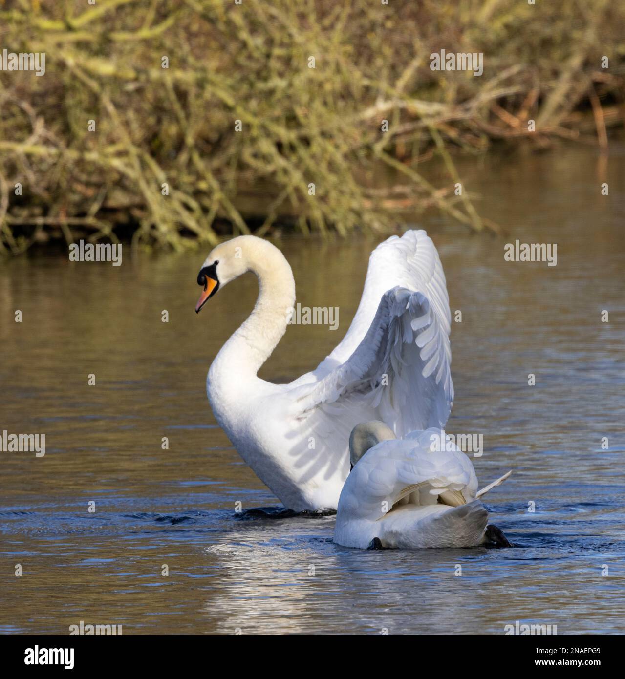 The courtship displays of Mute Swan enforces the pairs bonds prior to ...