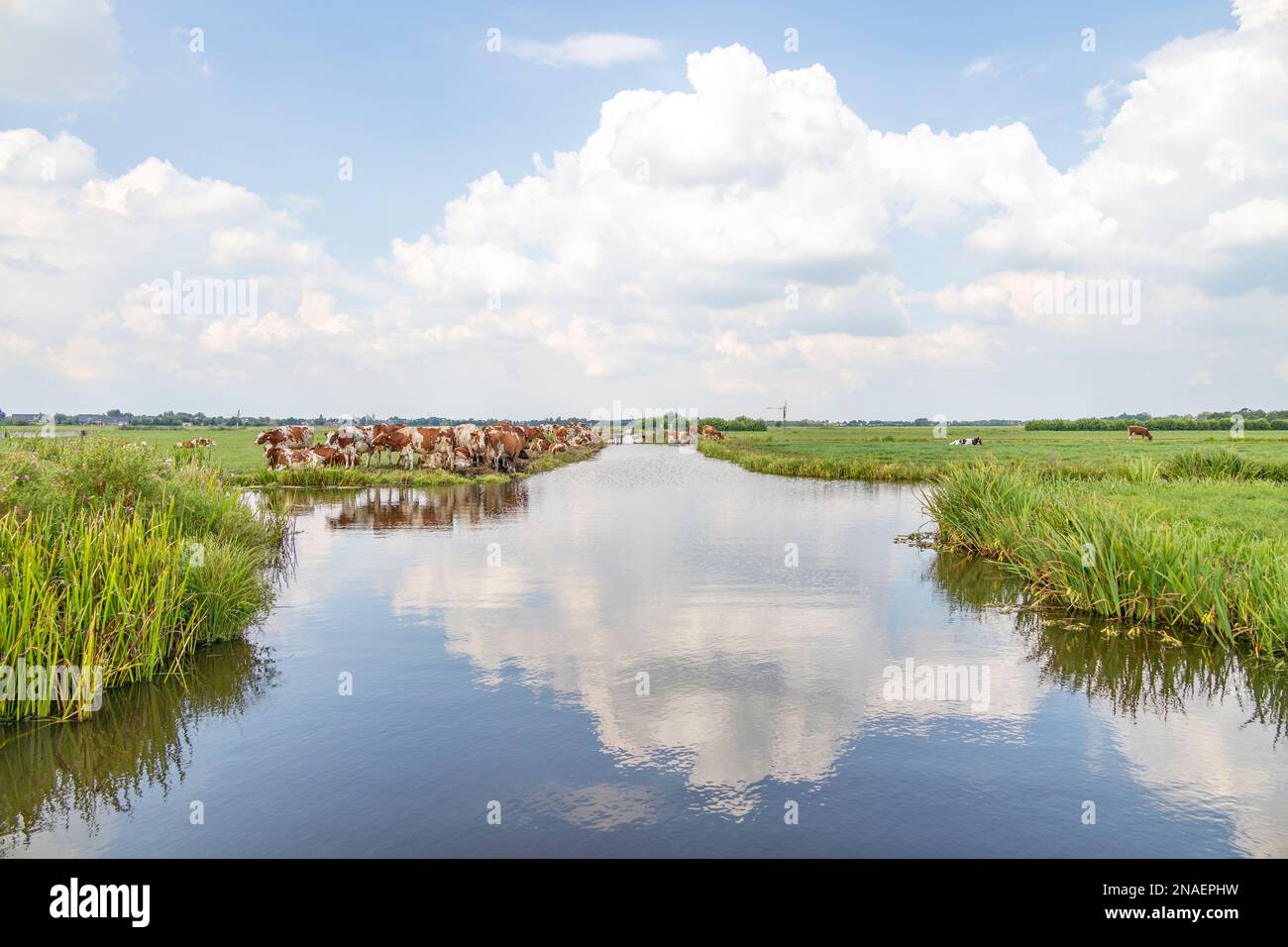 Herd of cows on the bank of a creek, in a typical landscape of Holland ...