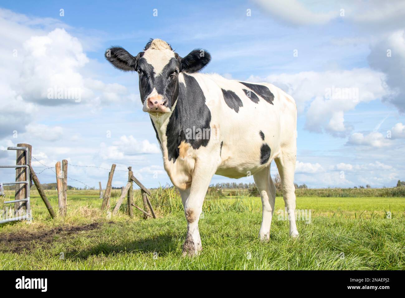 One cow alone in field, black and white looking, in a green meadow and ...
