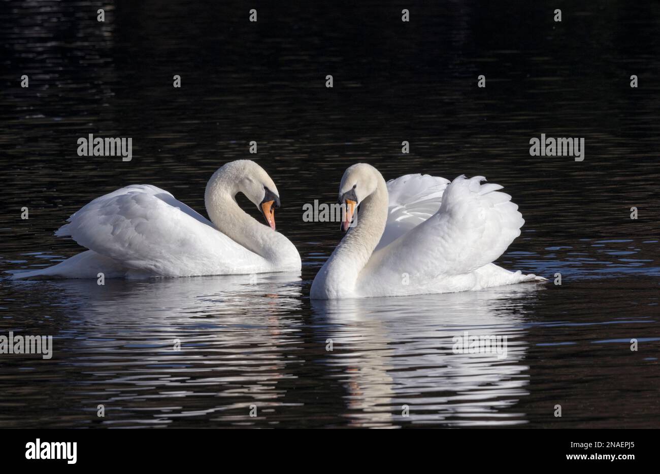 The courtship displays of Mute Swan enforces the pairs bonds prior to ...