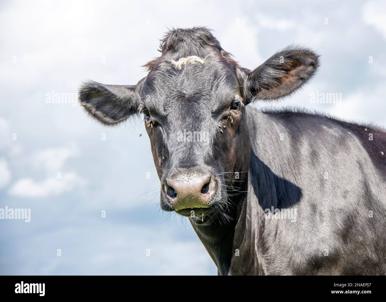 Black cow face, medium shot front view blue background, one shiny and ...