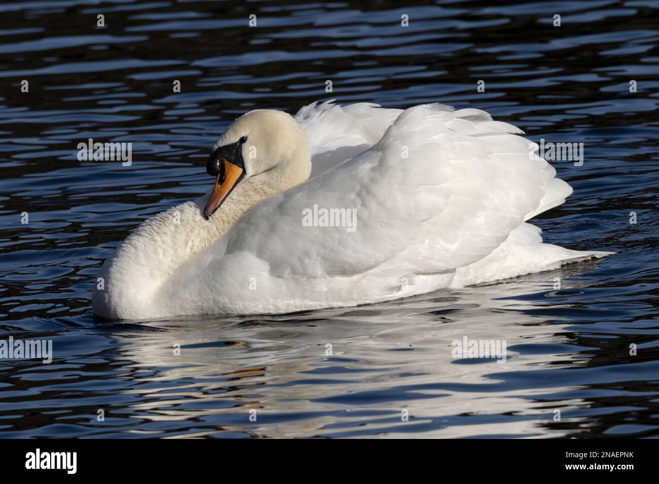 The courtship displays of Mute Swan enforces the pairs bonds prior to ...