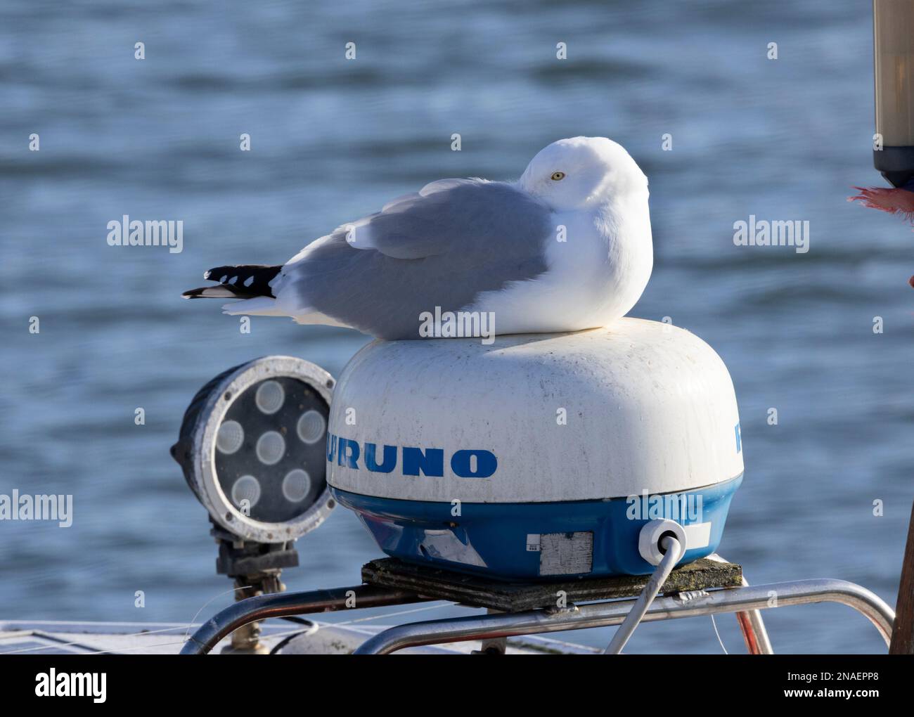 A herring Gull rests on the communication pod of a fishing boat. These ...