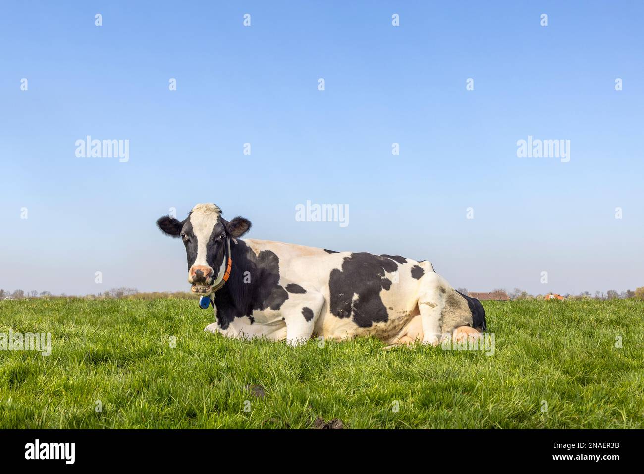 Lying cow relaxing in the meadow, happy in green grass, seen from the ...