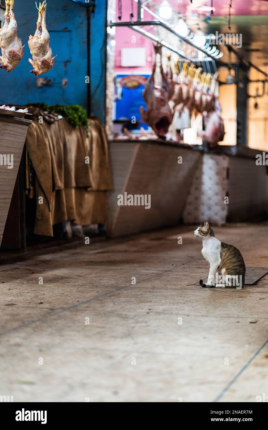 Cat patiently observes its target Stock Photo - Alamy