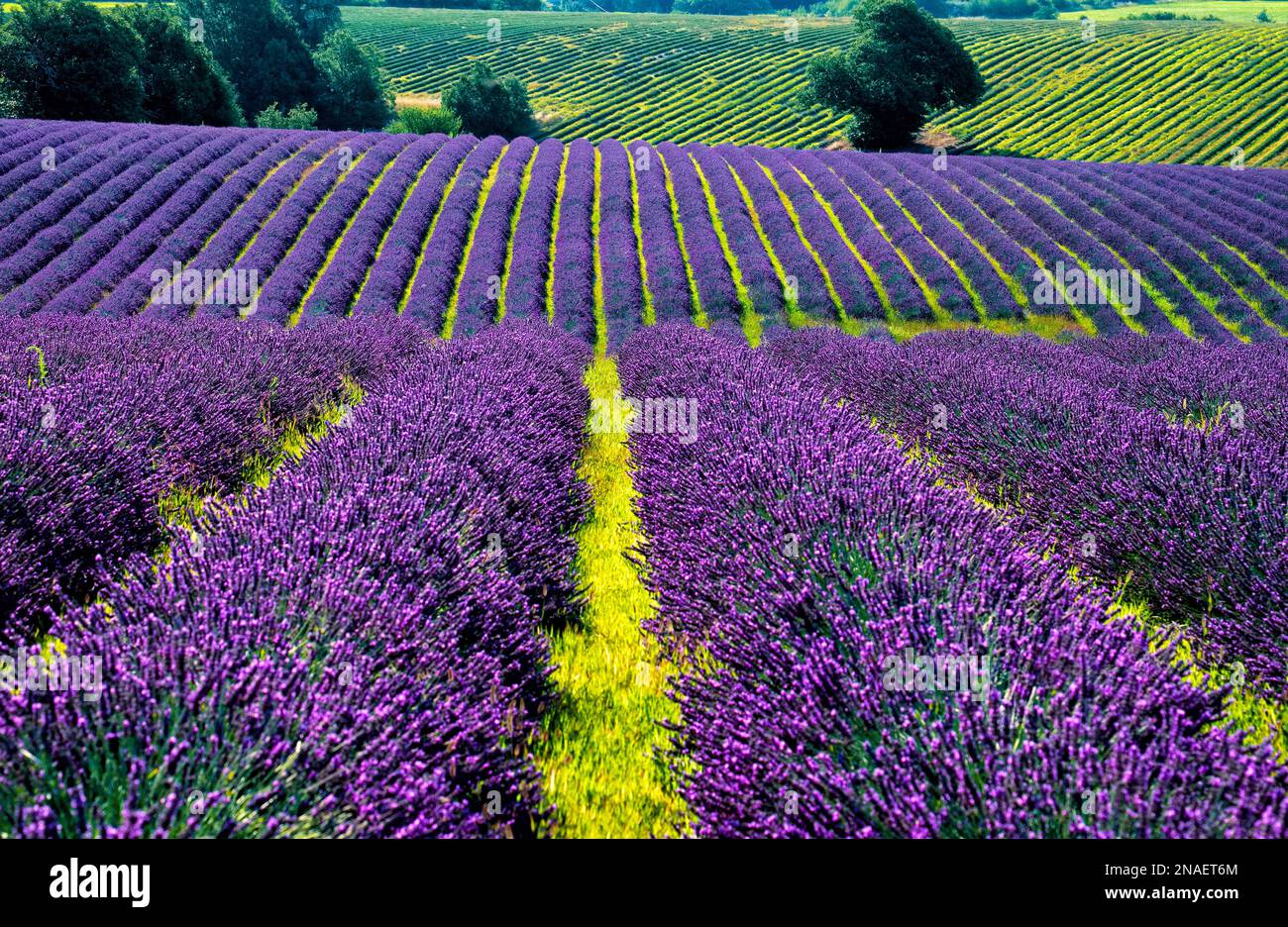 Campi in primavera hi-res stock photography and images - Alamy