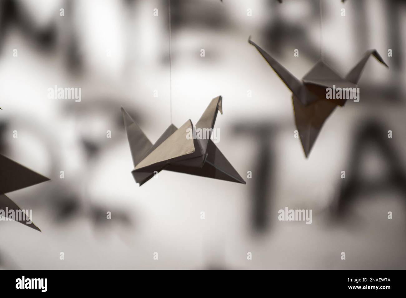 Japanese folded Origami cranes hanging on with strings. Hundreds ...