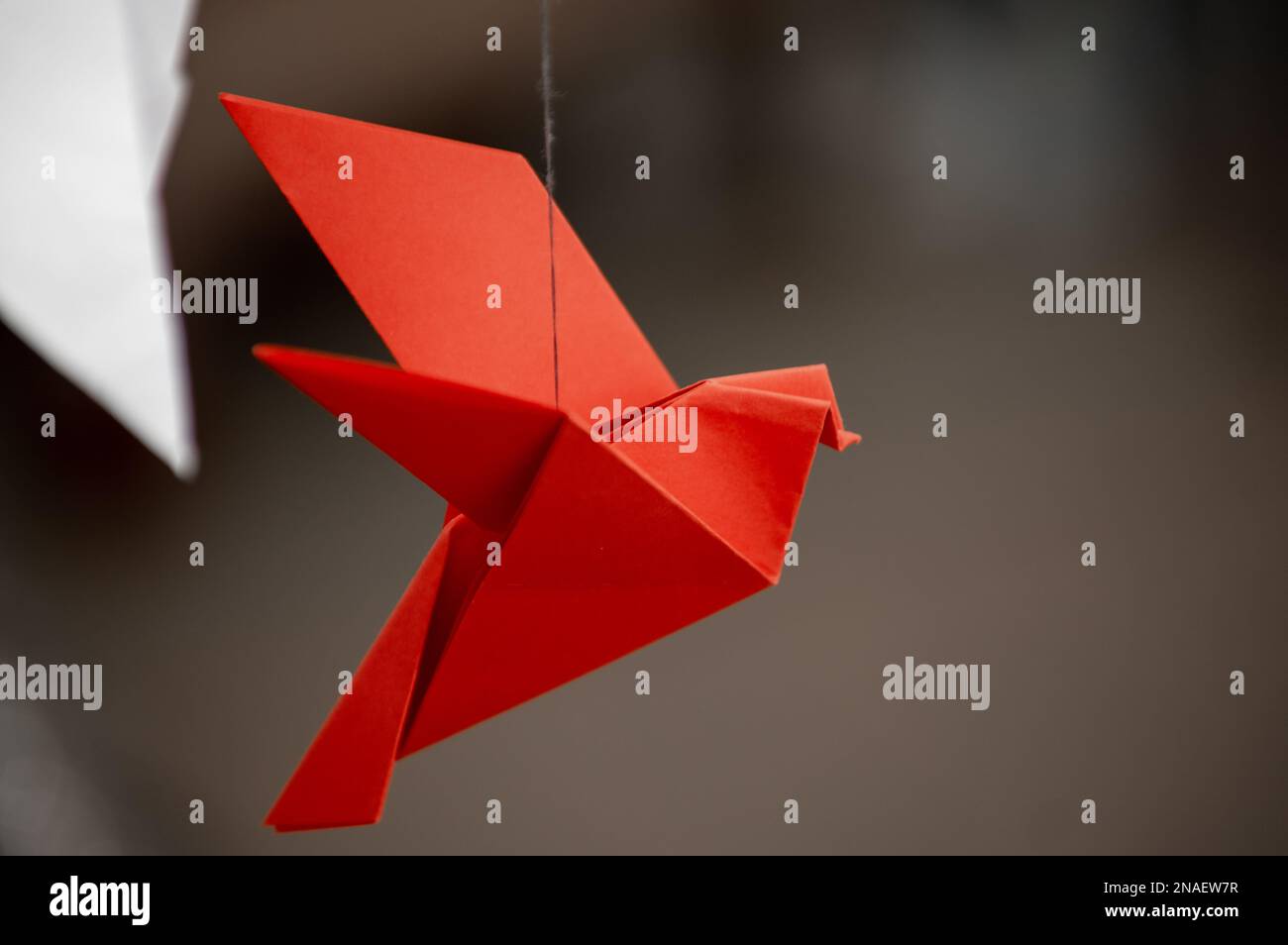 Japanese folded Origami cranes hanging on with strings. Hundreds ...