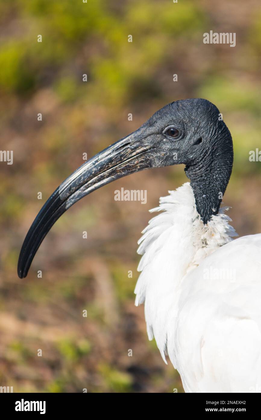 Black headed ibis Threskiornis melanocephalus close up Stock Photo - Alamy