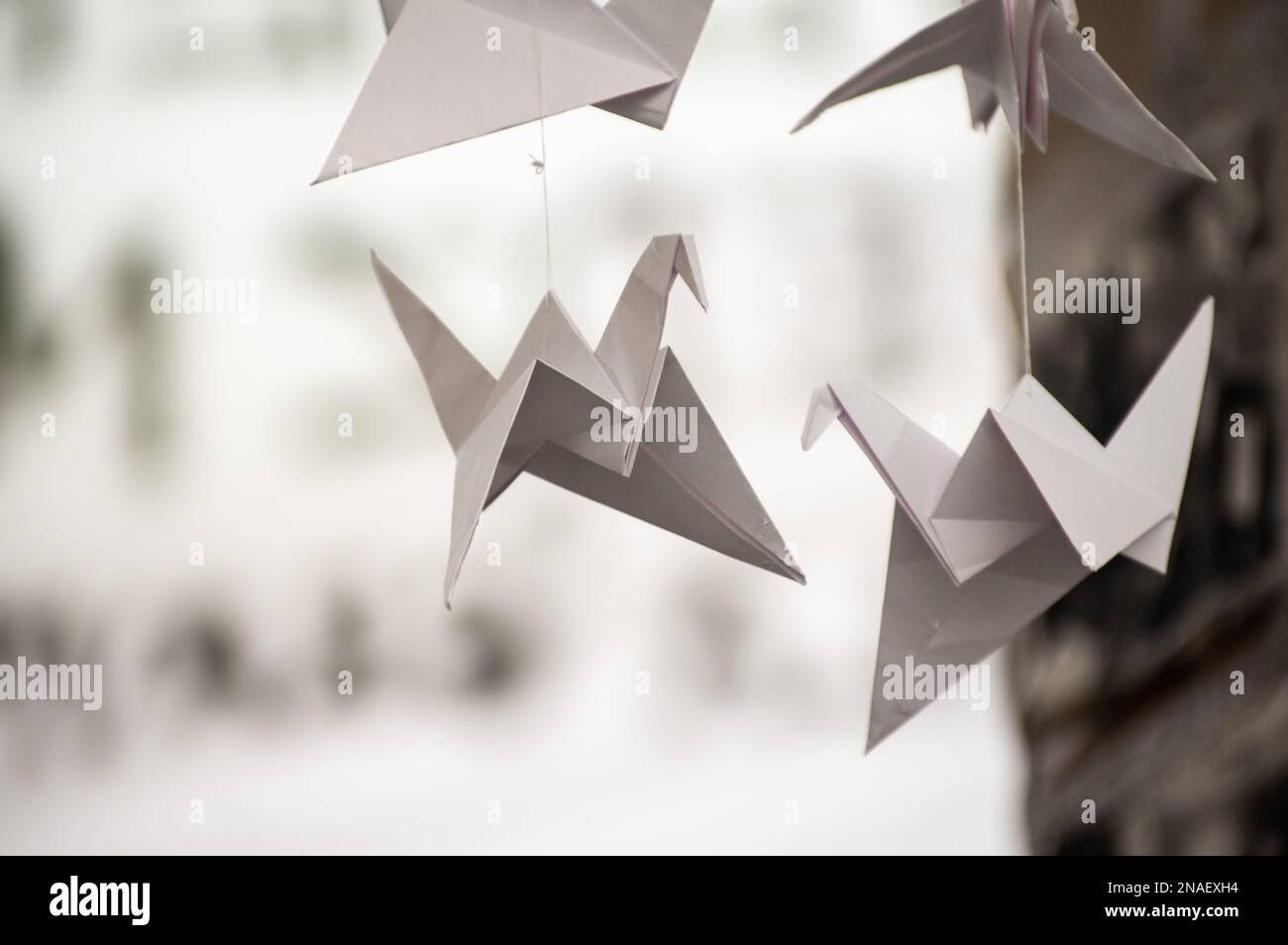 Japanese folded Origami cranes hanging on with strings. Hundreds ...