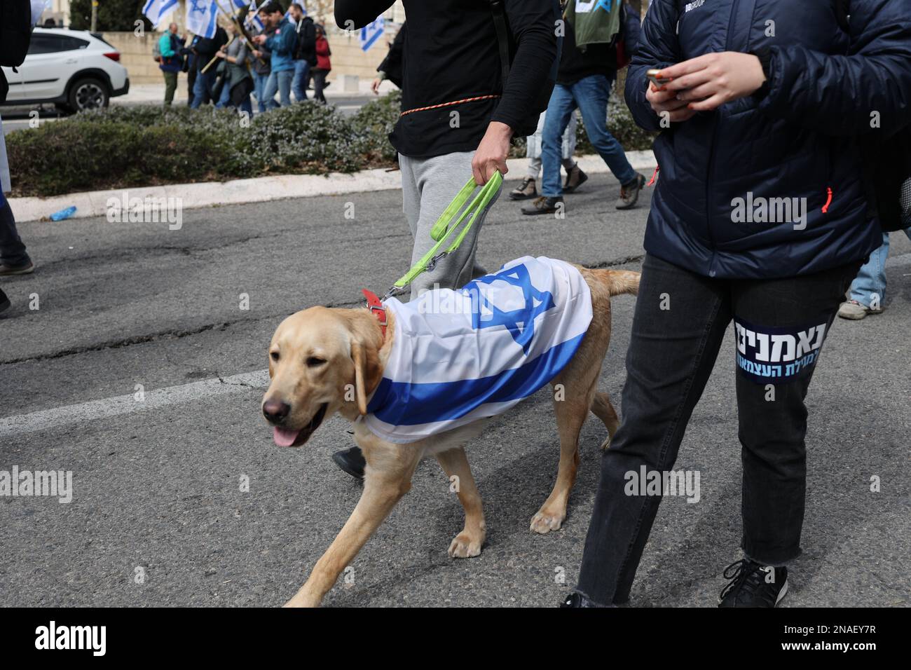 Jerusalem, Israel. 13th Feb, 2023. A dog wearing an Israeli flag during ...