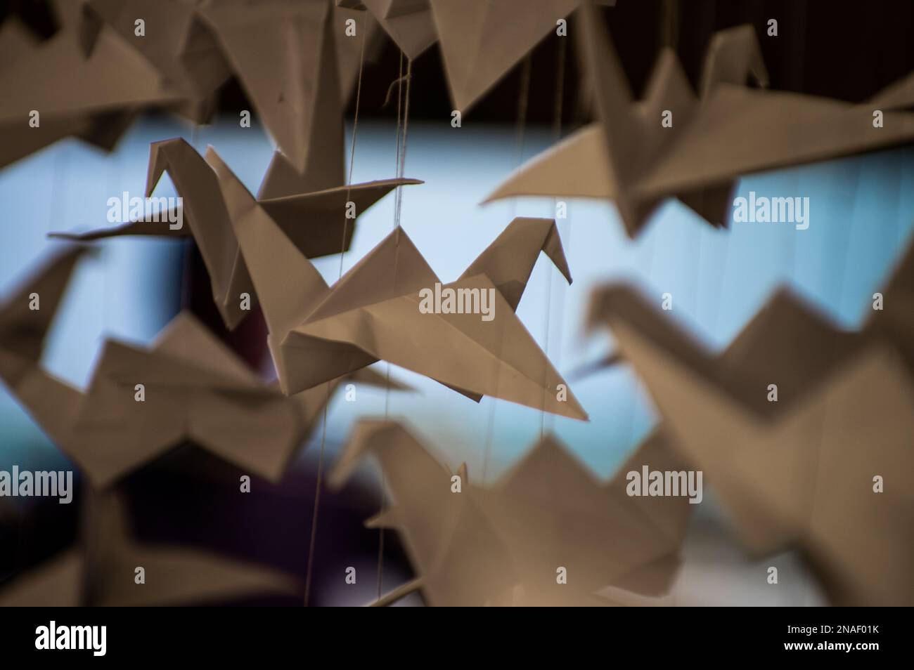 Japanese folded Origami cranes hanging on with strings. Hundreds ...