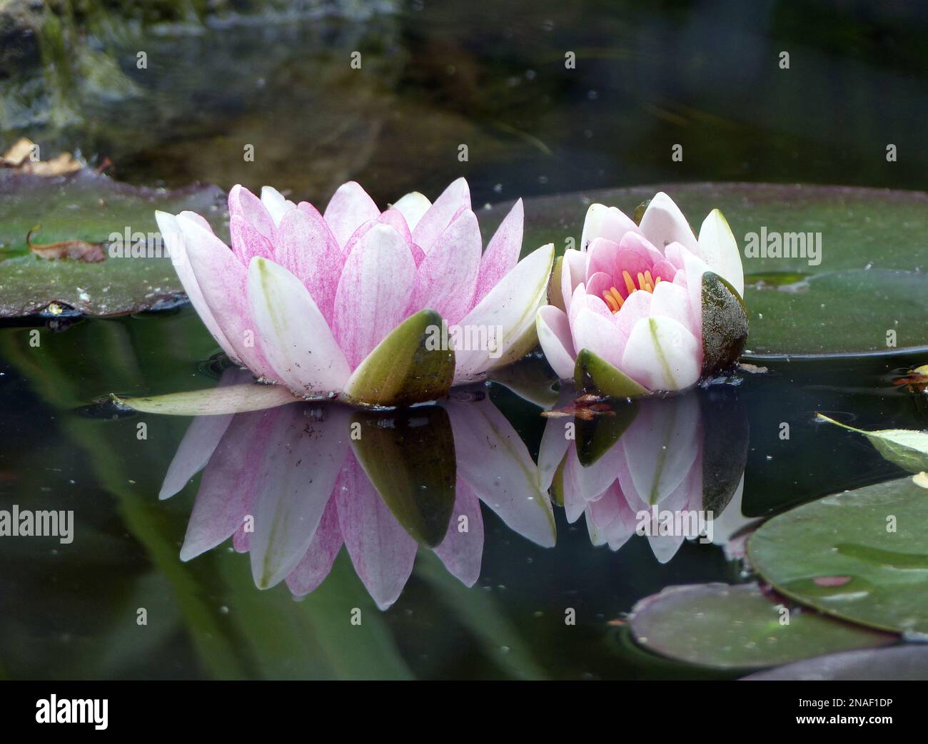 Pink Pond Roses On Garden Pond Stock Photo - Alamy