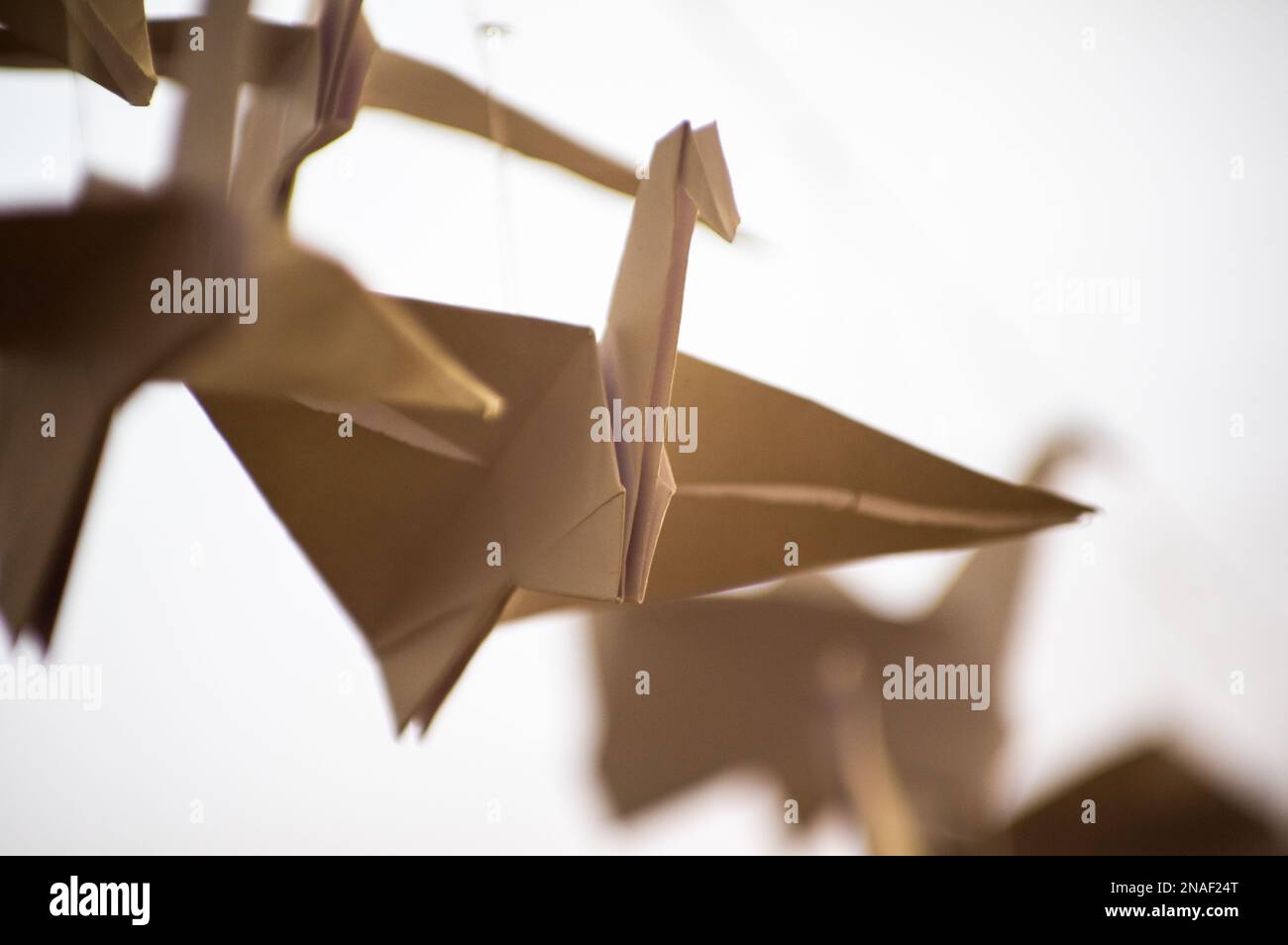 Japanese folded Origami cranes hanging on with strings. Hundreds ...