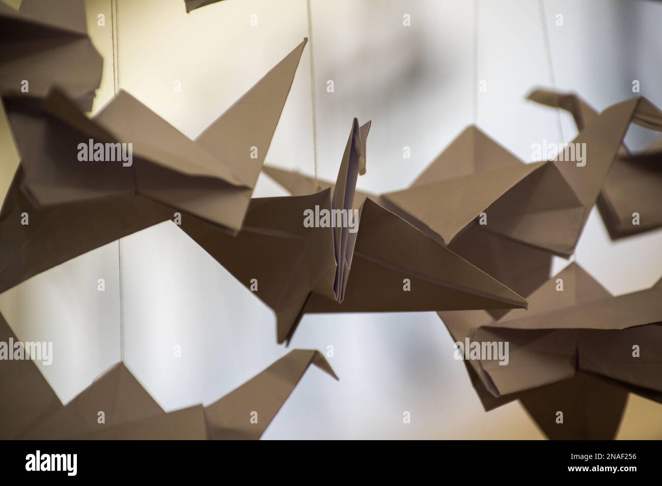 Japanese folded Origami cranes hanging on with strings. Hundreds ...