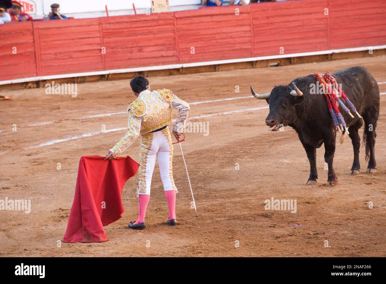 At a bullfight in Mexico City, a tired bull pauses before the Matador ...