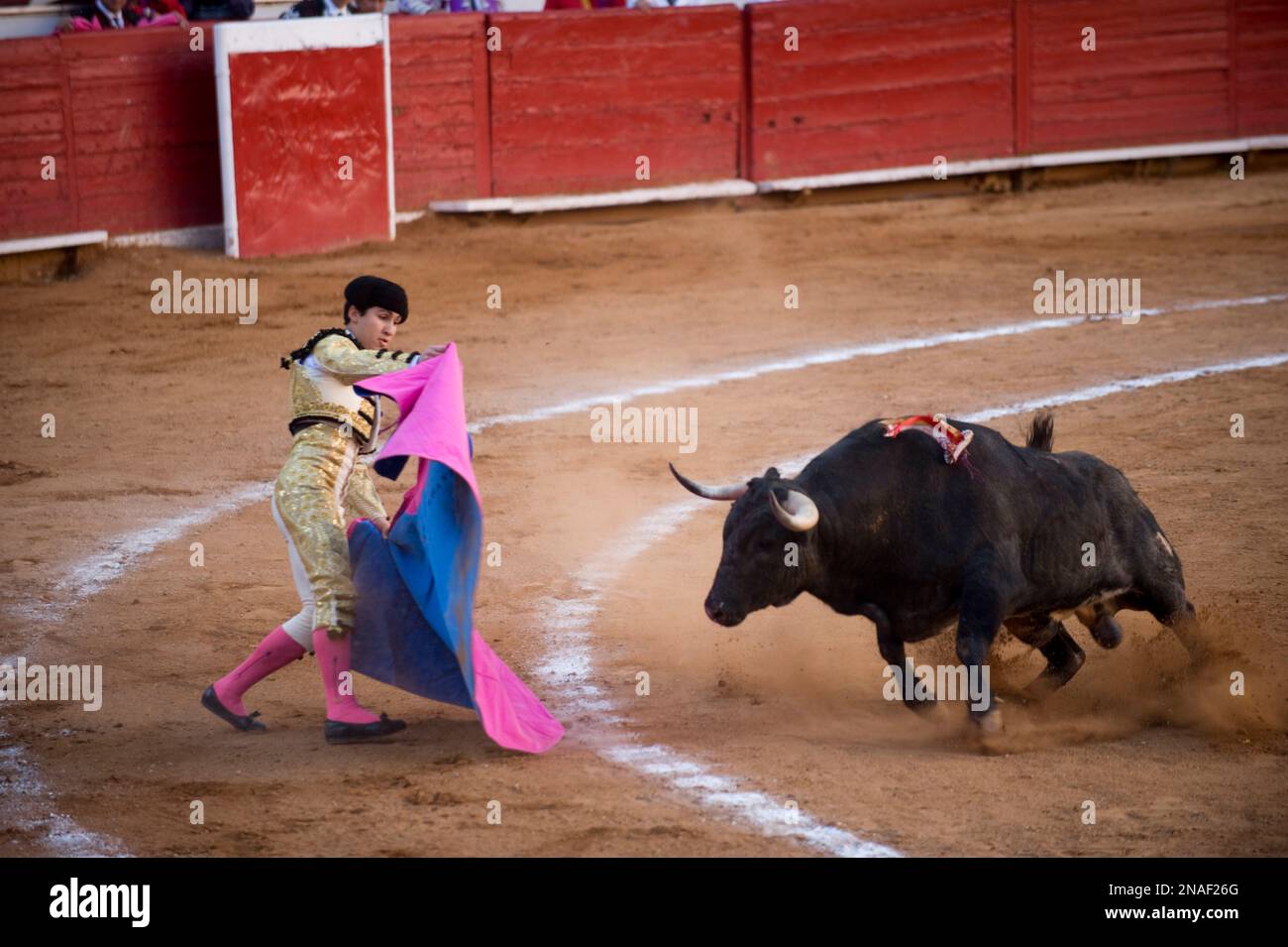 At a bullfight in Mexico City, a bull charges a Matador; Mexico City ...