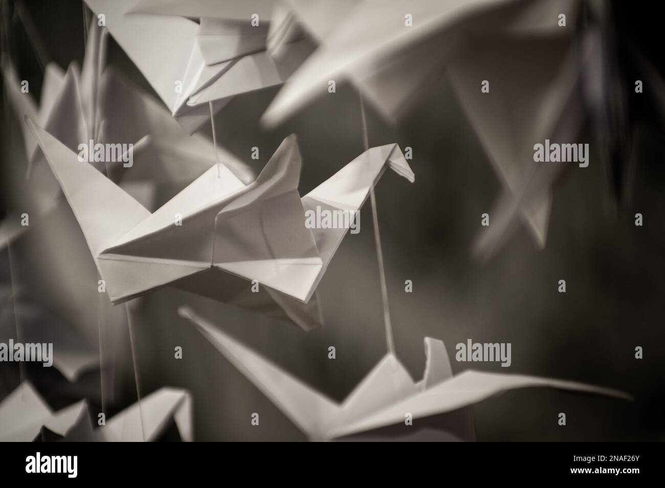 Japanese folded Origami cranes hanging on with strings. Hundreds ...