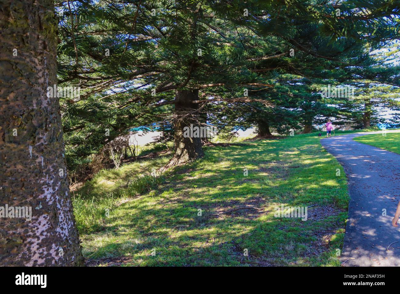 Coila walking track hi-res stock photography and images - Alamy
