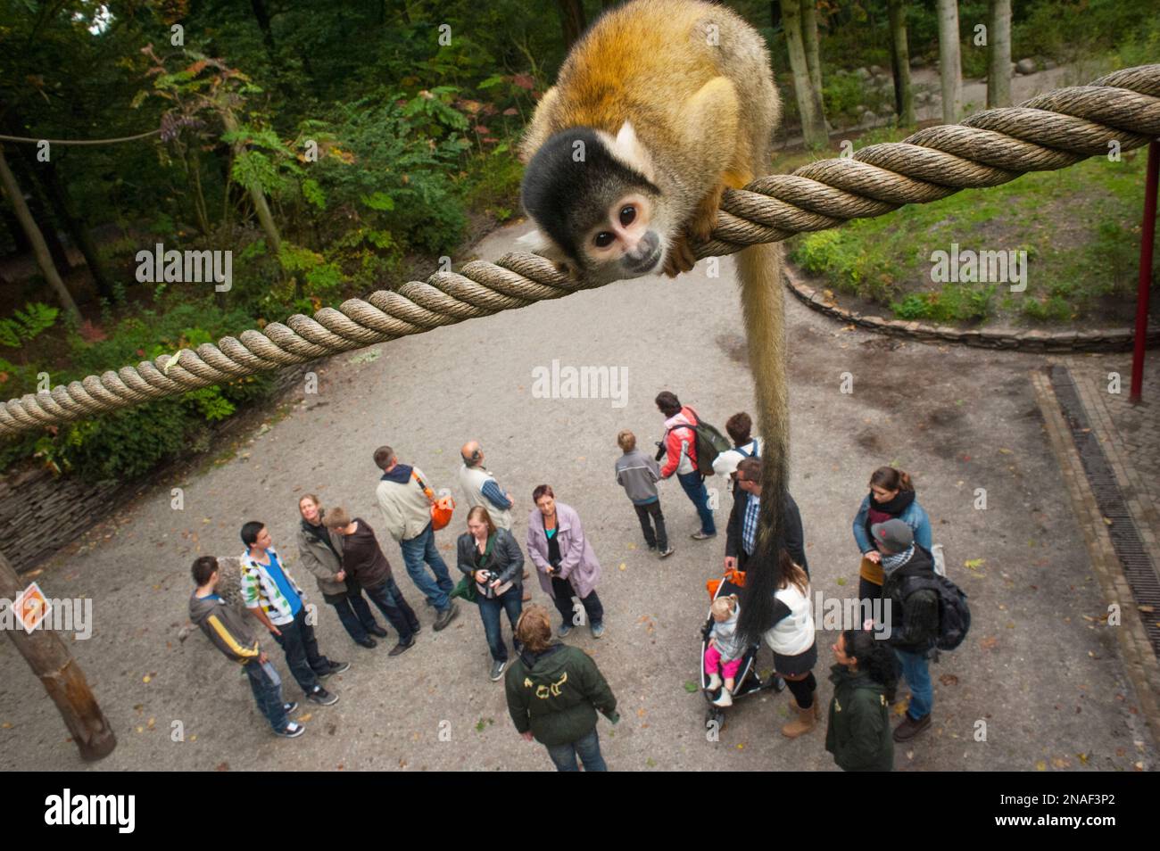 Black-capped squirrel monkeys (Saimiri Boliviensis) interact with ...