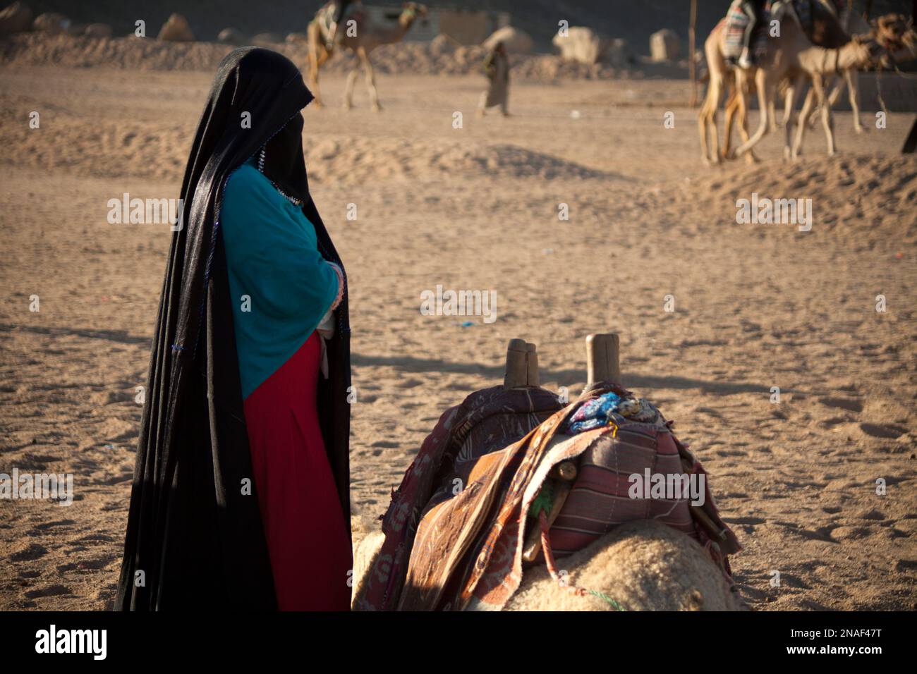 Muslim woman in Niqab, veil waits for tourists, camel rides Stock Photo ...